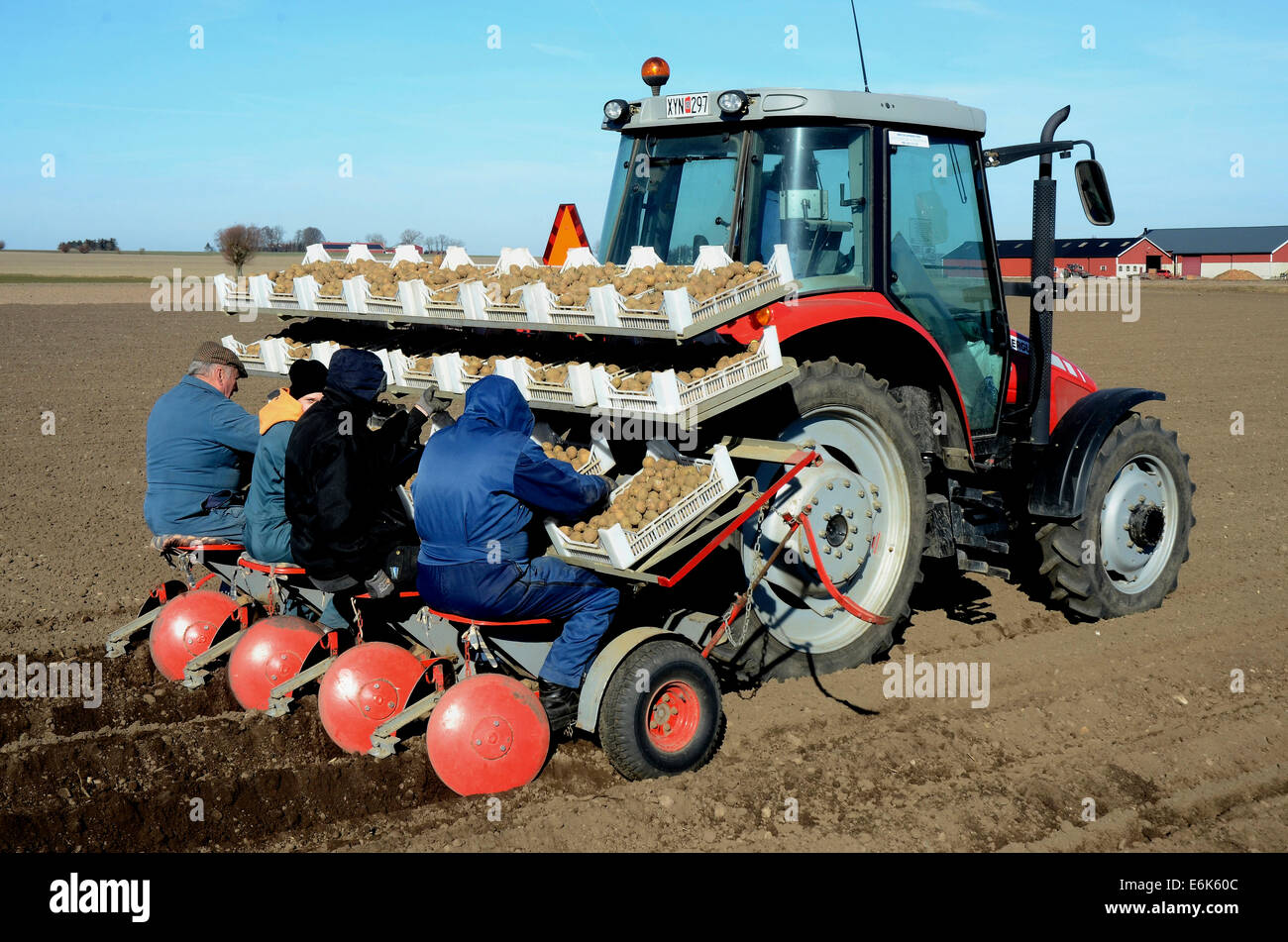 Planting early potatoes, Scania, Sweden Stock Photo - Alamy
