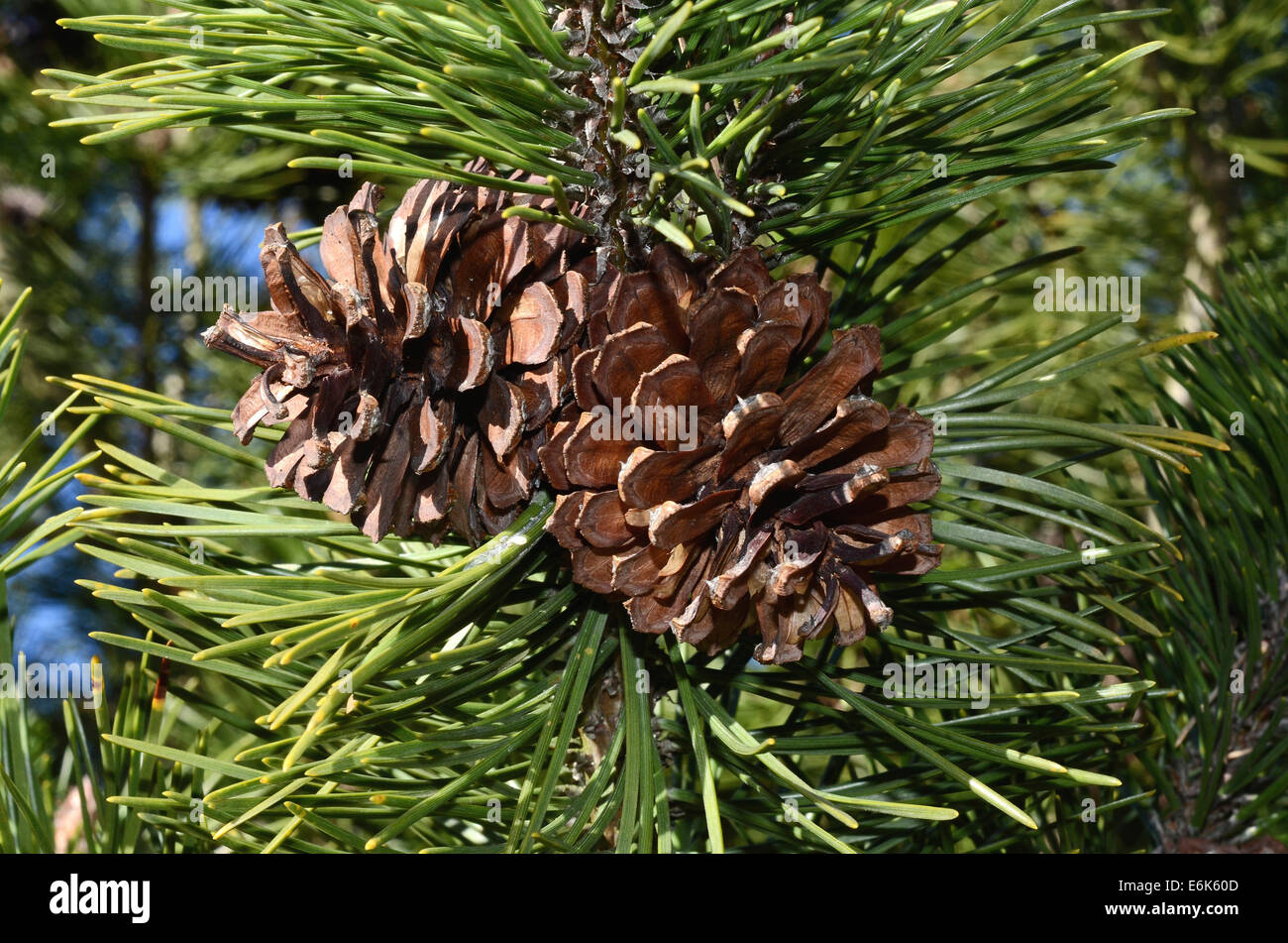 Pinus sylvestris cone hi-res stock photography and images - Alamy