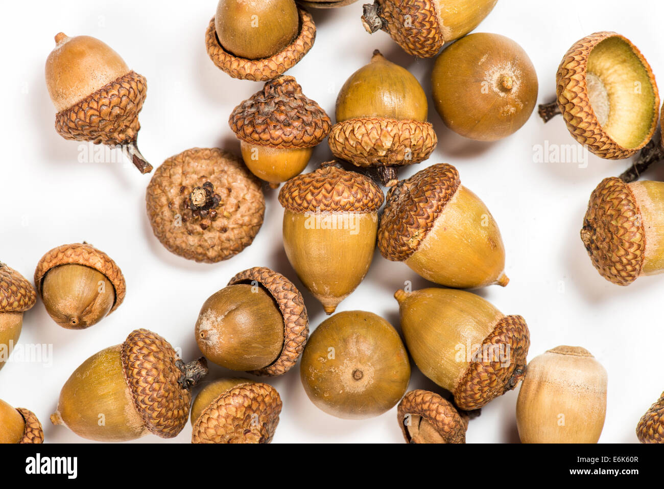 Types Of Acorns