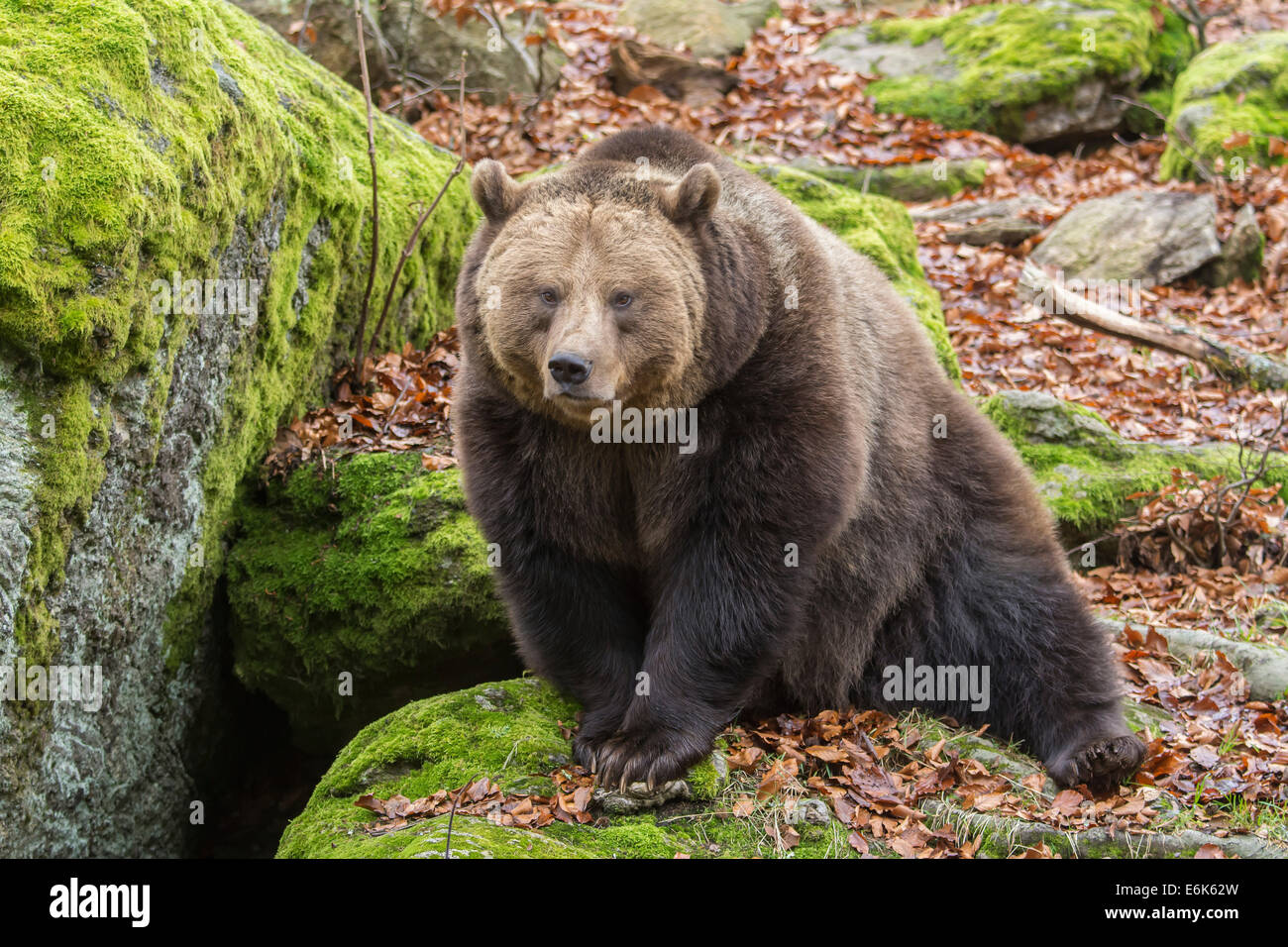 Brown Bear (Ursus arctos), animal enclosure, Bavarian Forest National ...