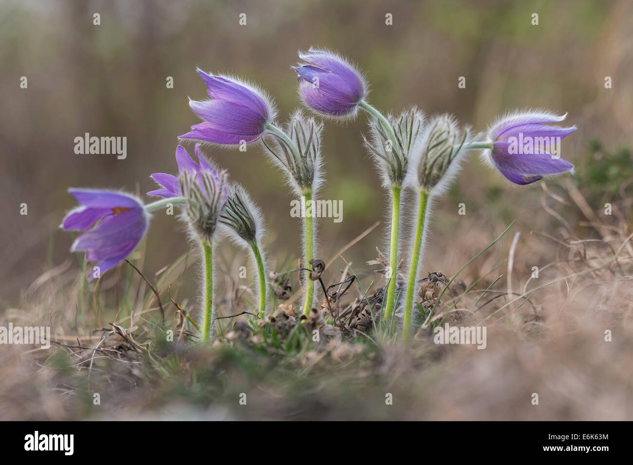 Common Pasque Flower (Pulsatilla vulgaris), Burgenland, Austria Stock ...