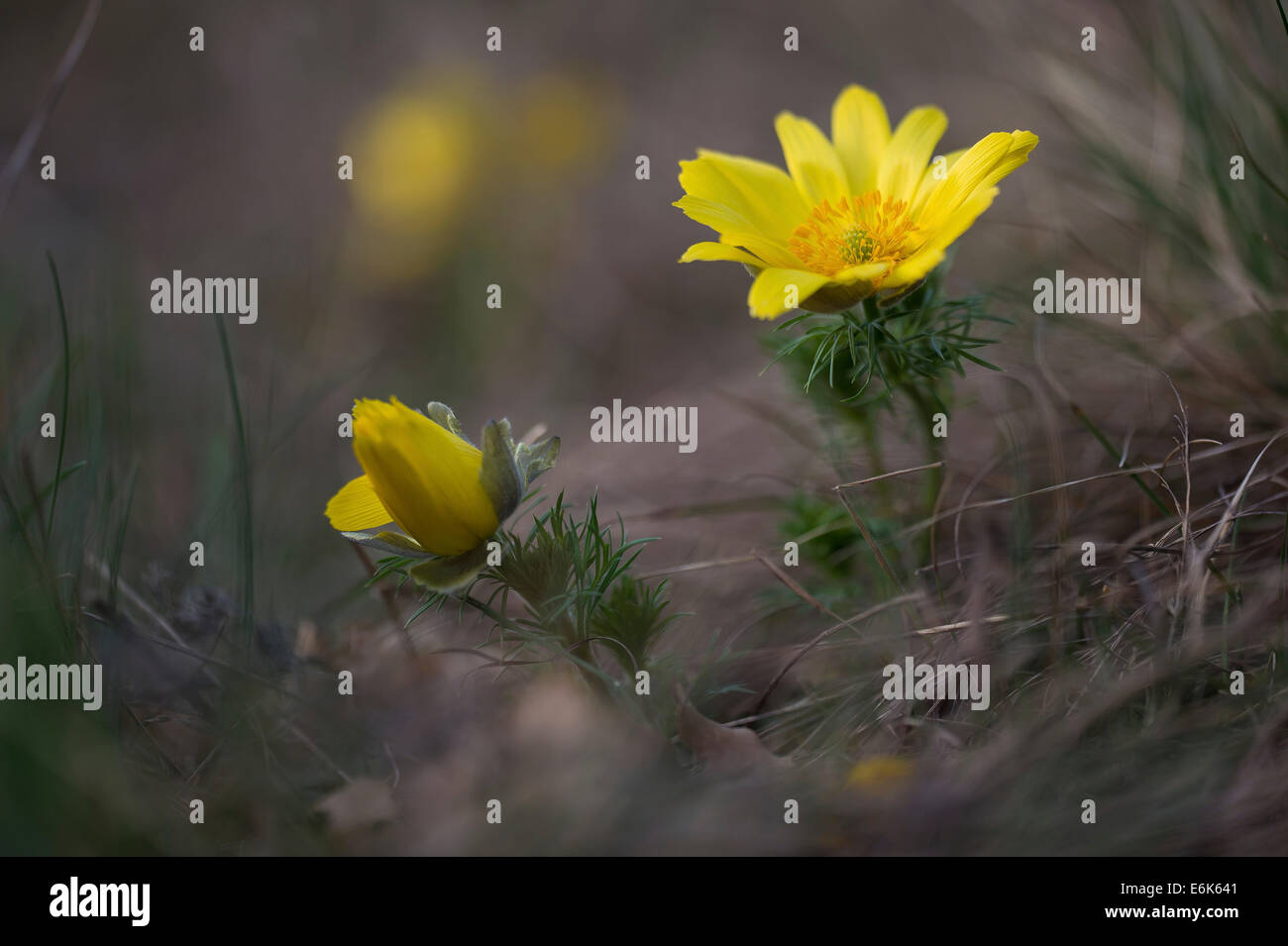 Spring Adonis or Pheasant's Eye (Adonis vernalis), Burgenland, Austria ...
