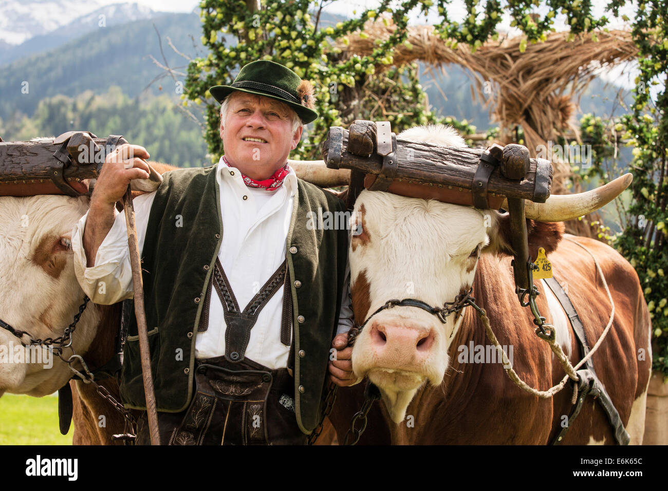 Man wearing traditional dress with two oxen in a yoke, Gauderfest ...