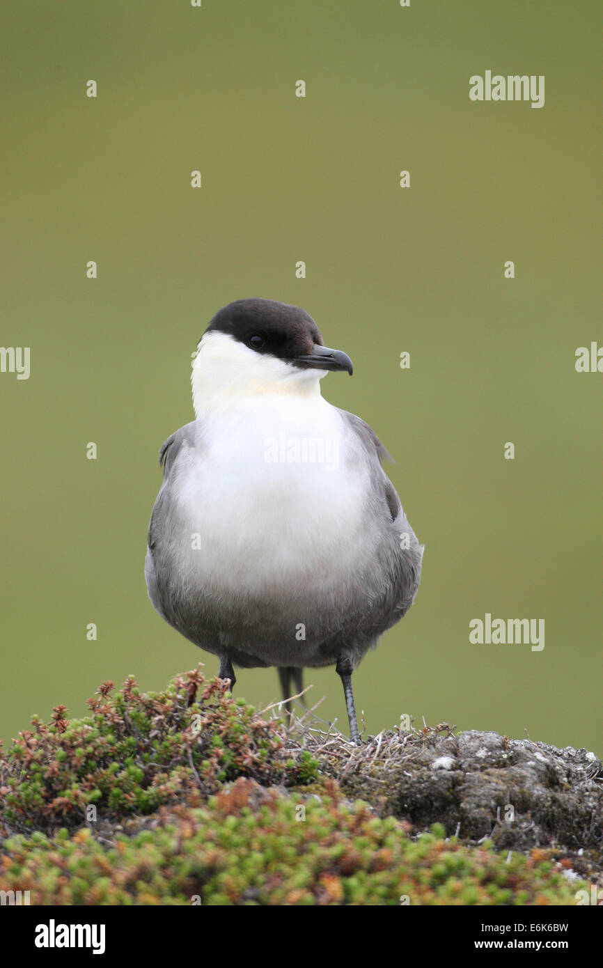 Long-tailed jaeger (Stercorarius longicaudus), Tundra, Norway Stock ...