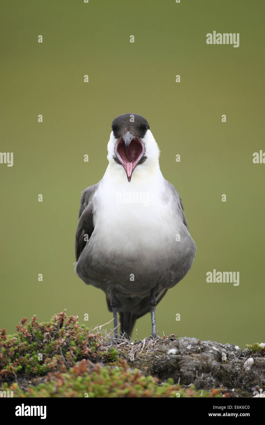 Bird Regurgitating Stock Photos & Bird Regurgitating Stock Images - Alamy