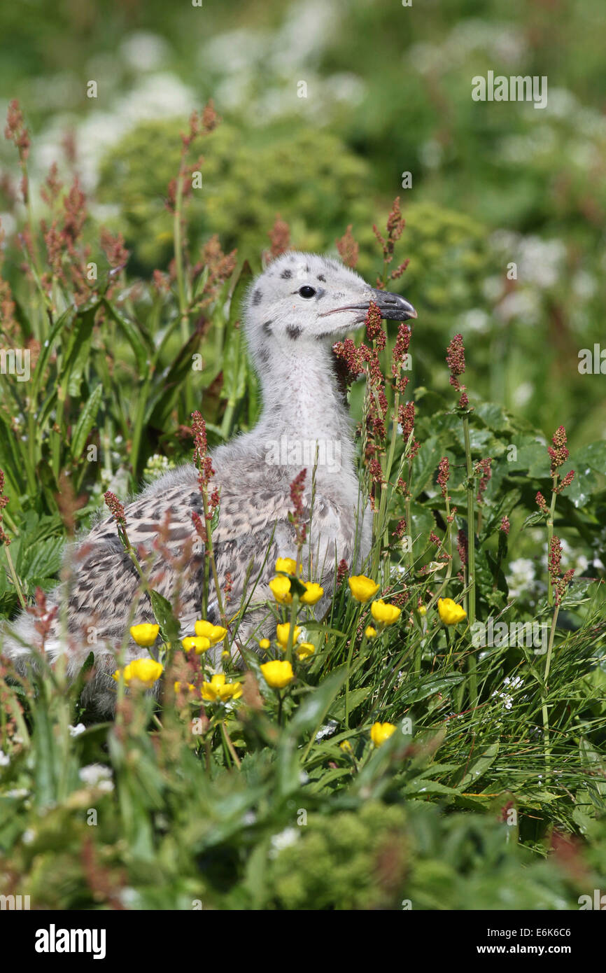 Juvenile great black backed gull hi-res stock photography and images ...