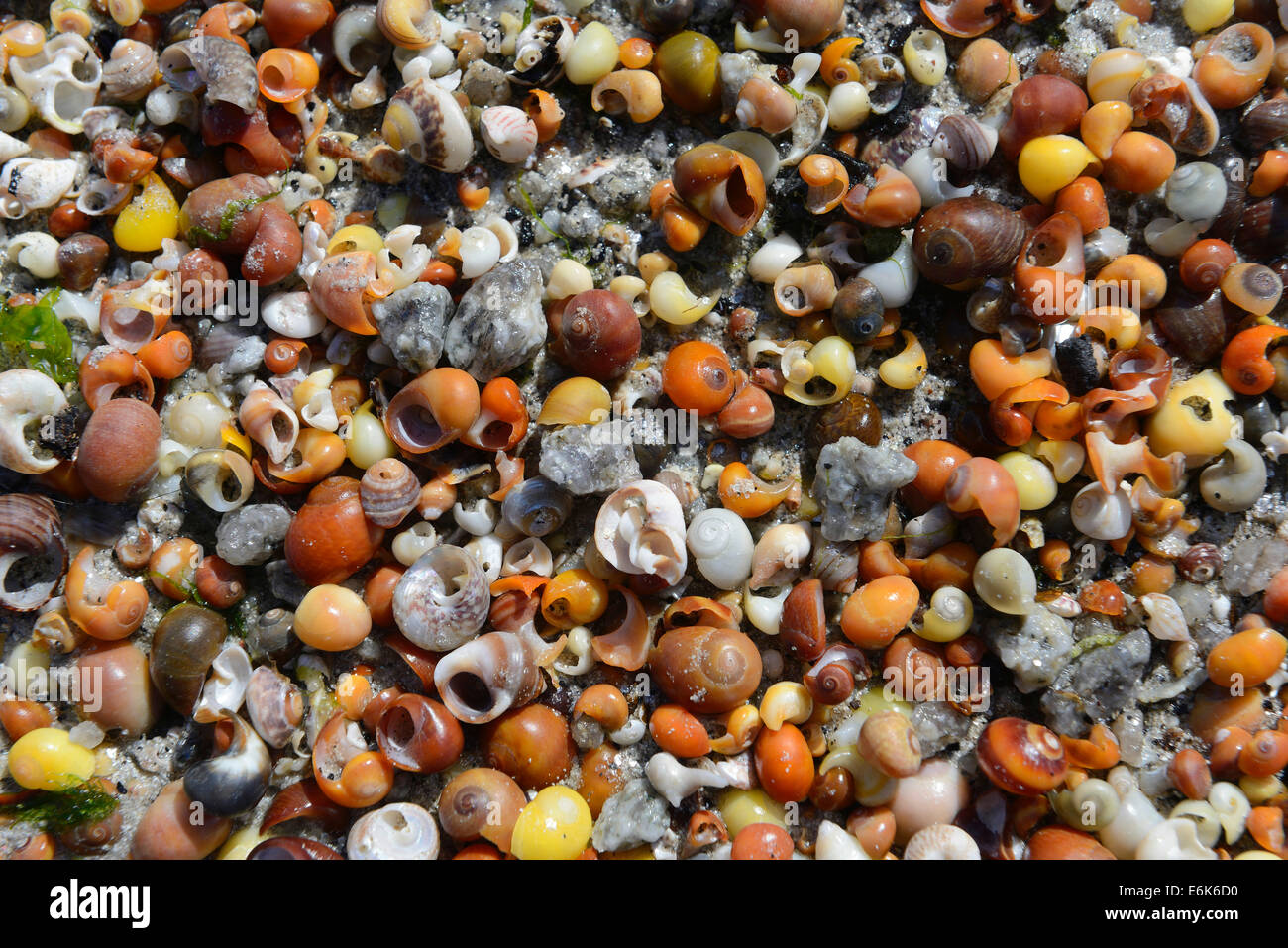 Water snails hi-res stock photography and images - Alamy