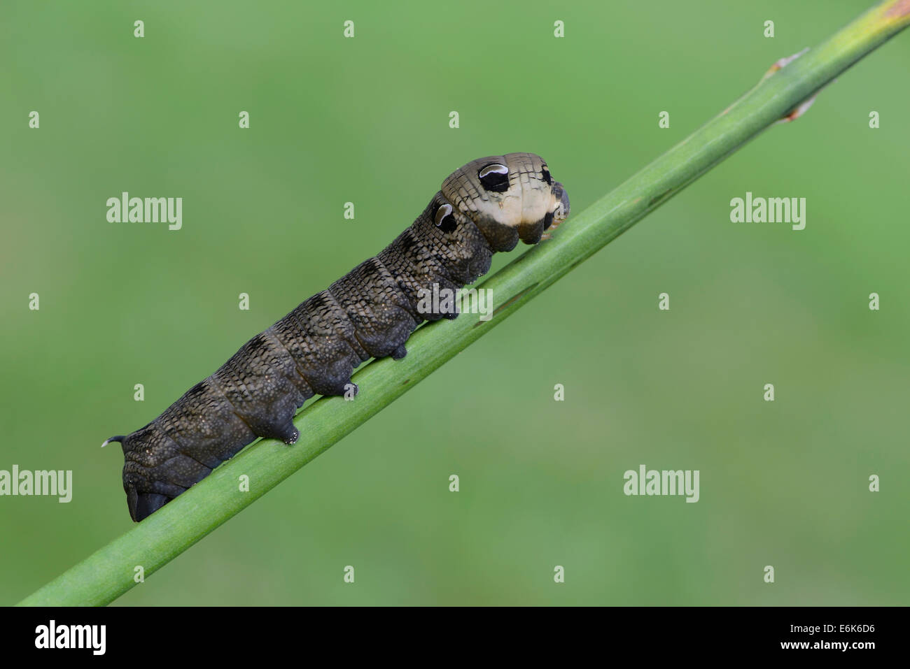 Caterpillar, Elephant Hawk-moth (Deilephila elpenor), Emsland, Lower ...