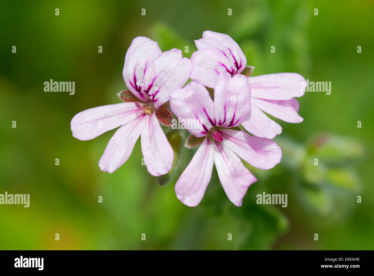Pelargonium hi-res stock photography and images - Alamy