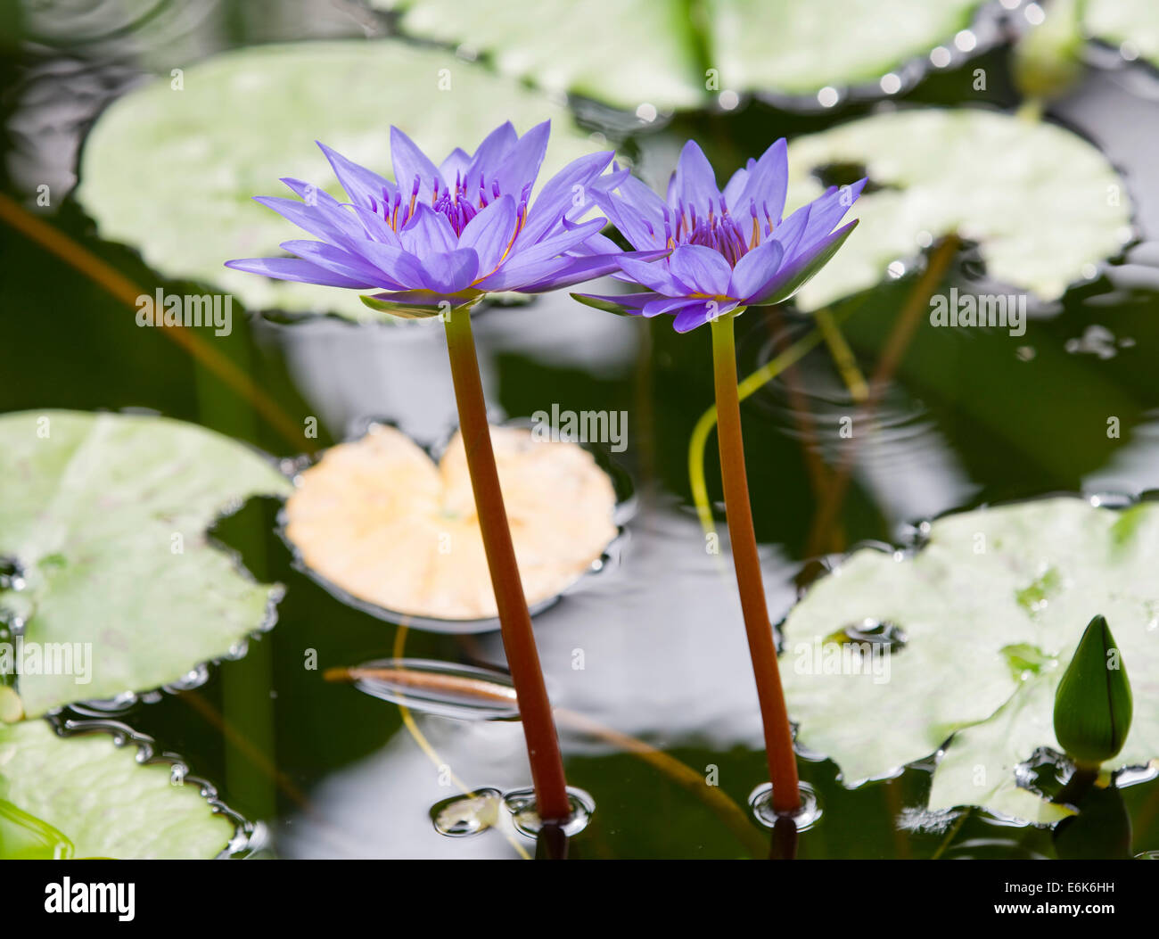 Water lily (Nymphaea), hybrid 'George T. Moore', flowering, Thuringia ...