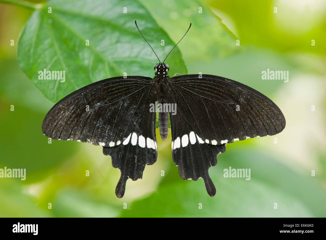 Common Mormon butterfly (Papilio polytes), captive, Thuringia, Germany ...
