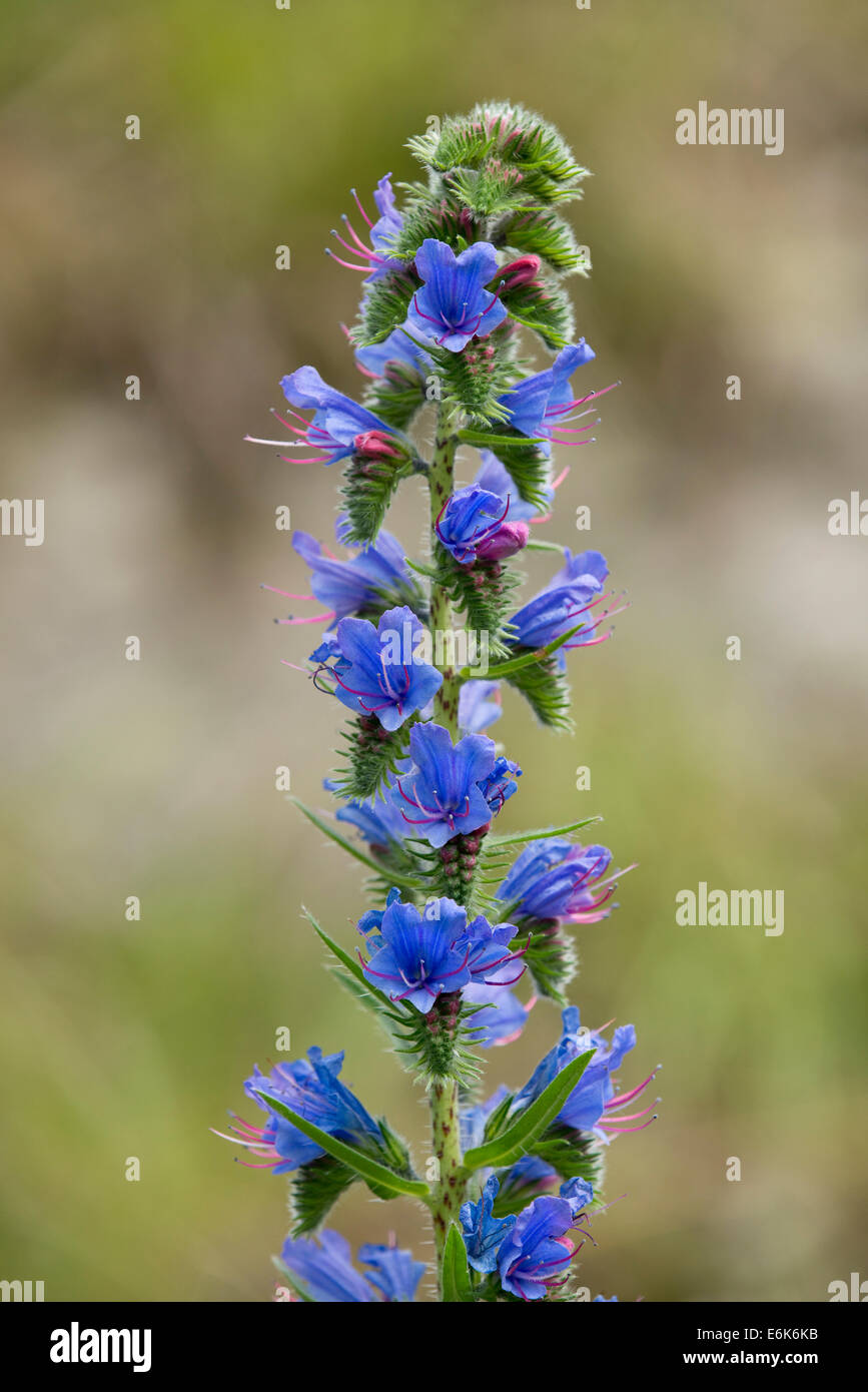 Viper’s bugloss hi-res stock photography and images - Alamy