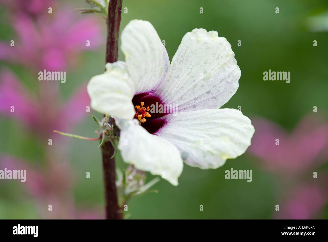 Roselle (Hibiscus sabdariffa), flower, Thuringia, Germany Stock Photo ...