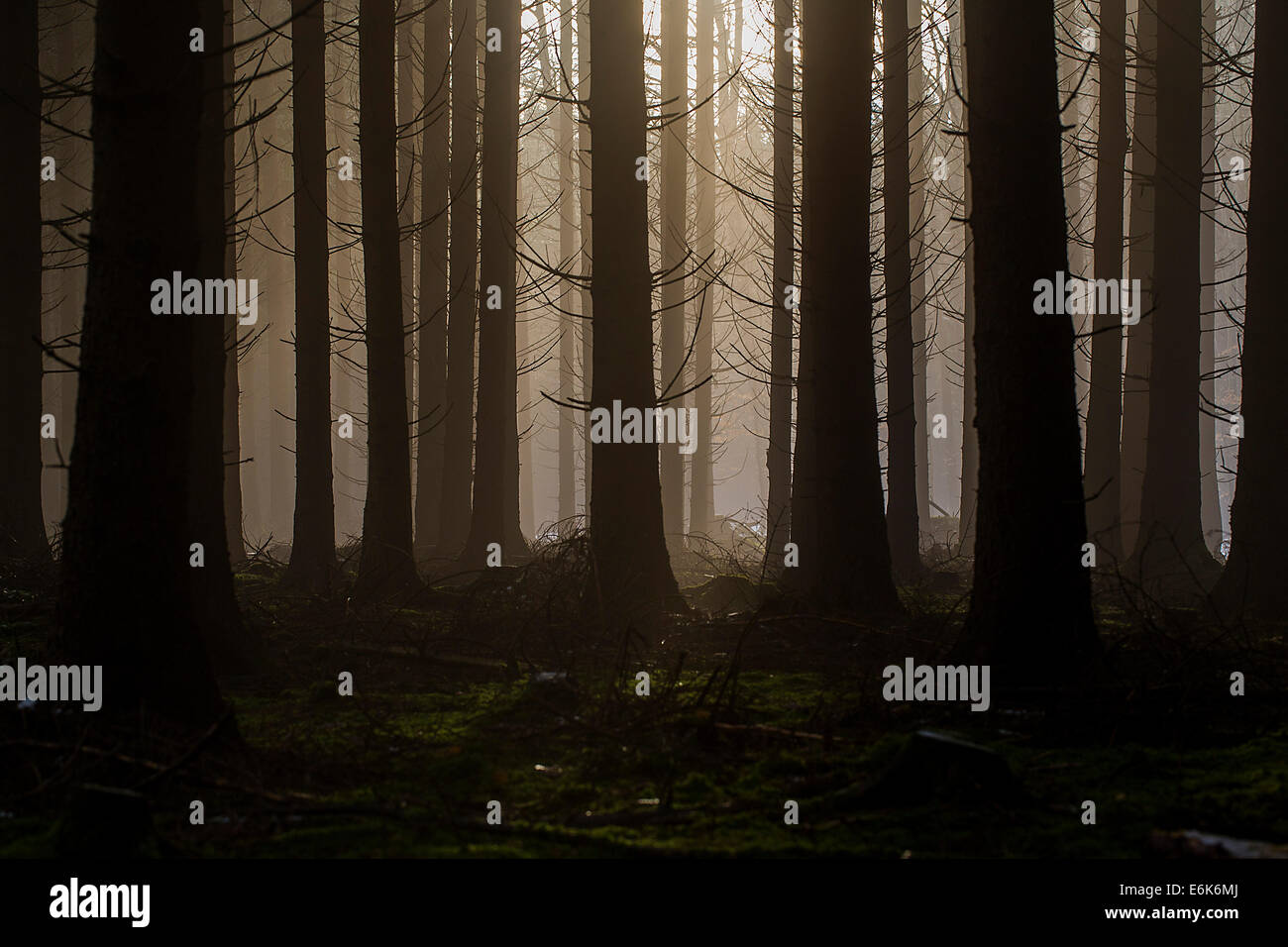 Forest in the evening, Mindelheim, Unterallgäu, Bavaria, Germany Stock ...