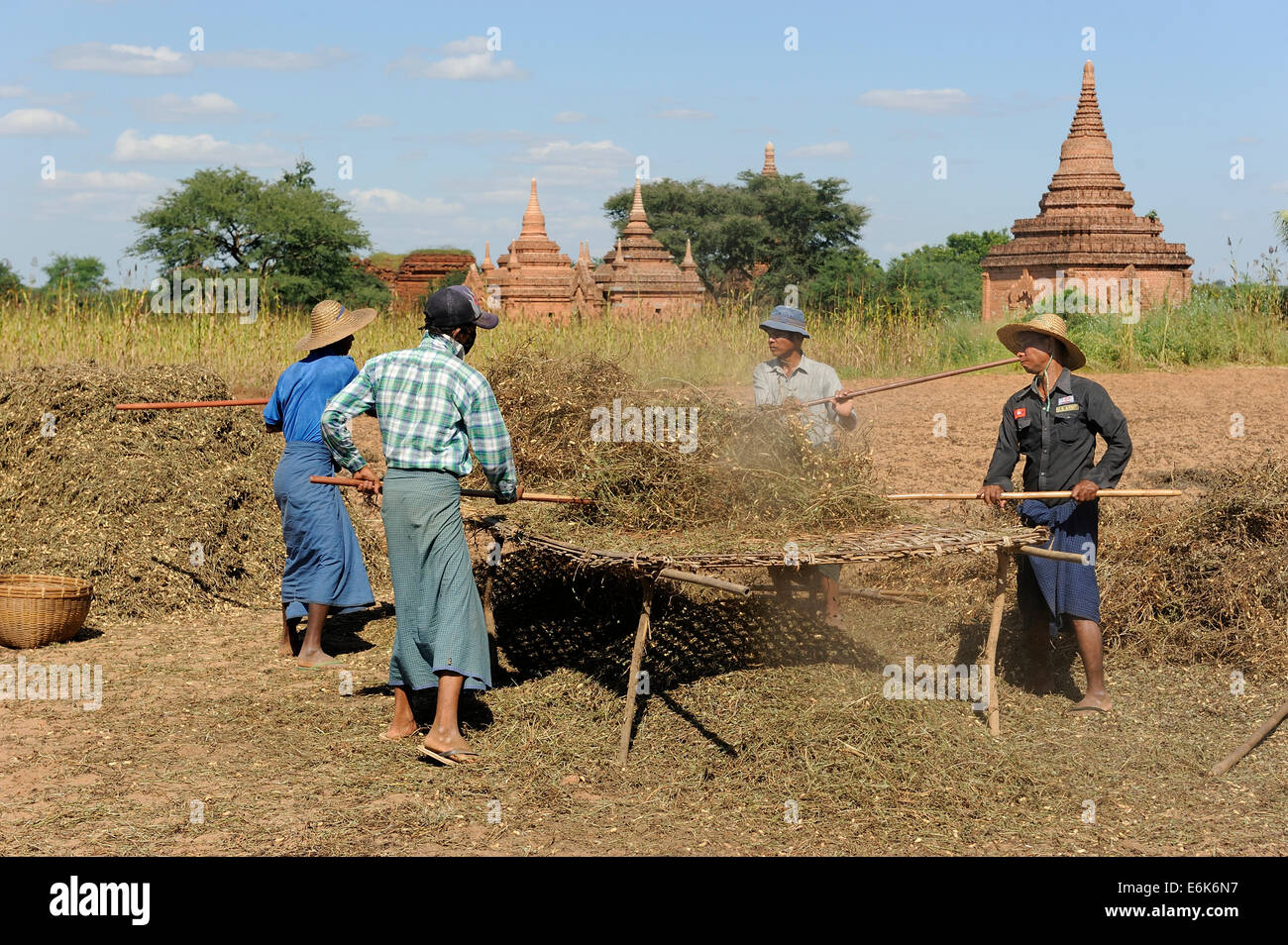 Burmese people thrashing peanuts from plants with sticks, in the ...