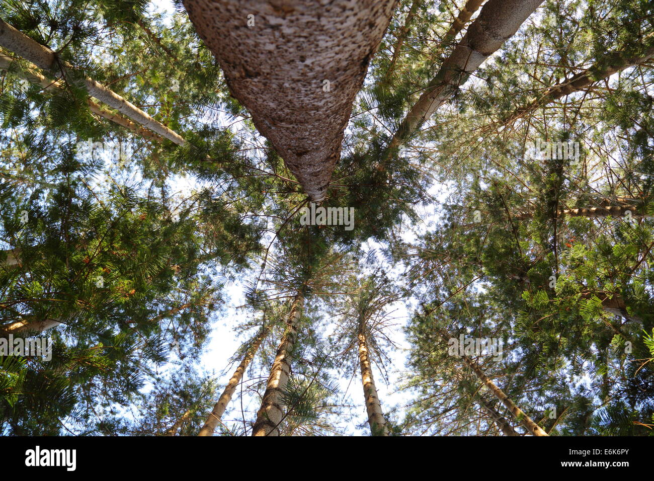 Looking up through the canopy of a stand of conifer trees in Fremantle ...