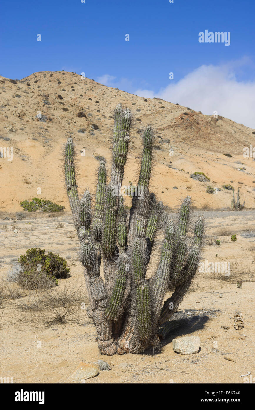 Cactus copao eulychnia acida hi-res stock photography and images - Alamy
