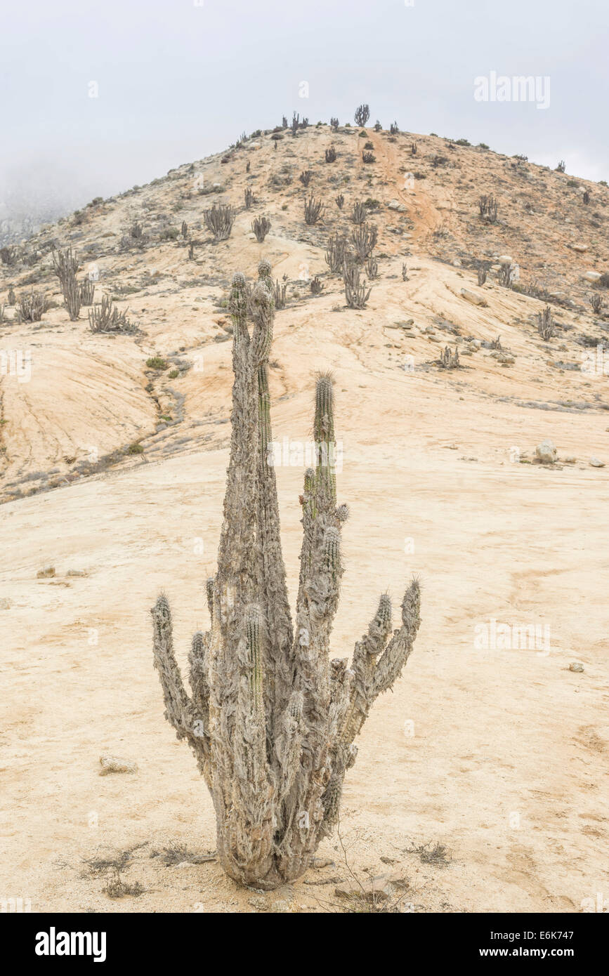 Cactus copao eulychnia acida hi-res stock photography and images - Alamy