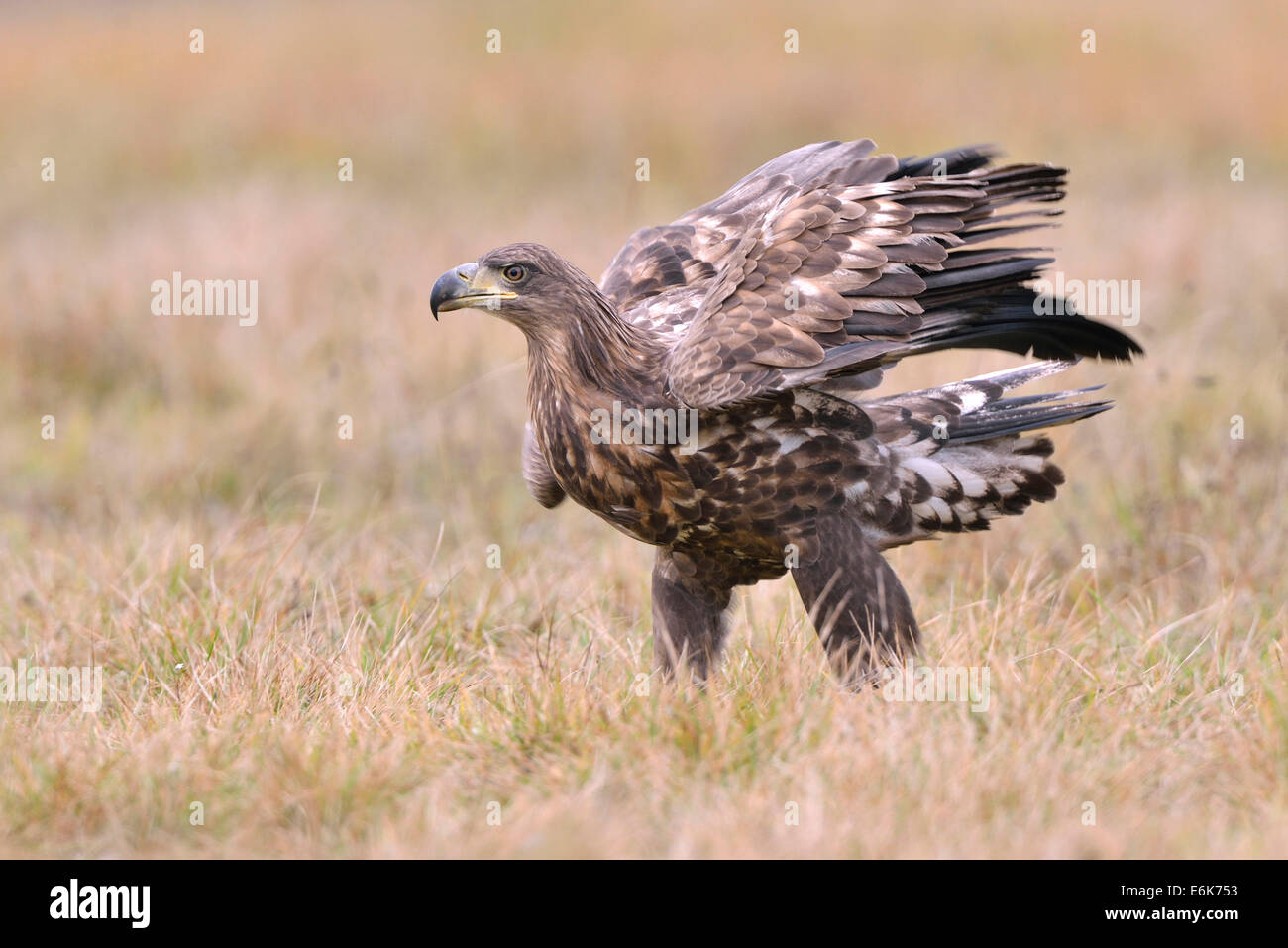 Pomeranian eagle hi-res stock photography and images - Alamy