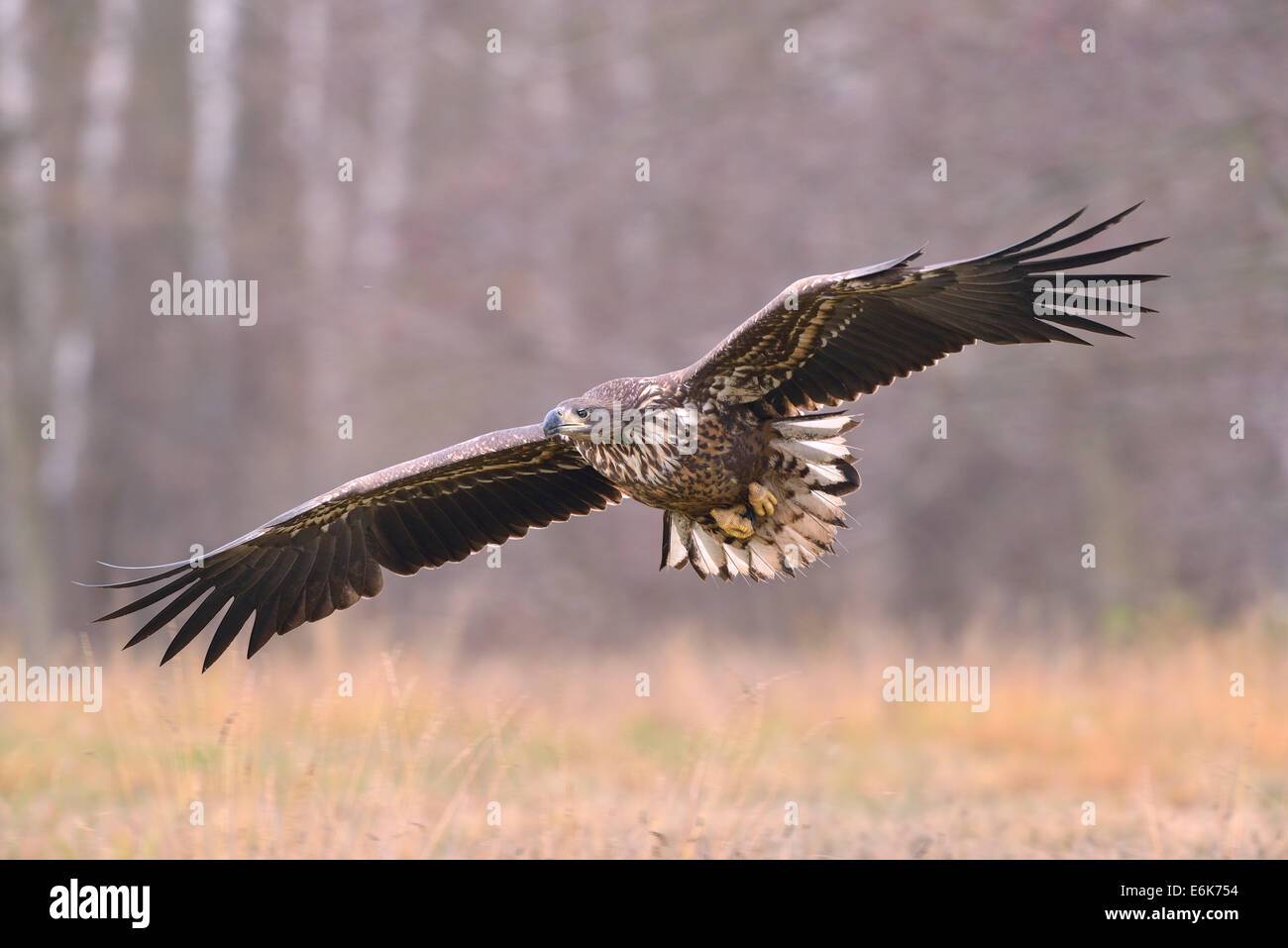 White-tailed Eagle (Haliaeetus albicilla) in flight in an autumn ...