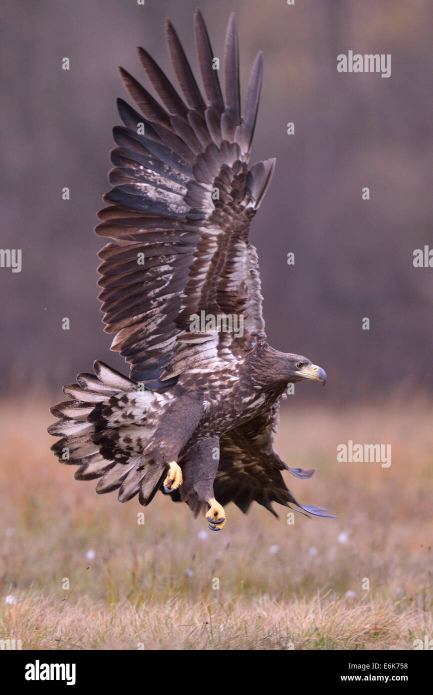 Pomeranian eagle hi-res stock photography and images - Alamy