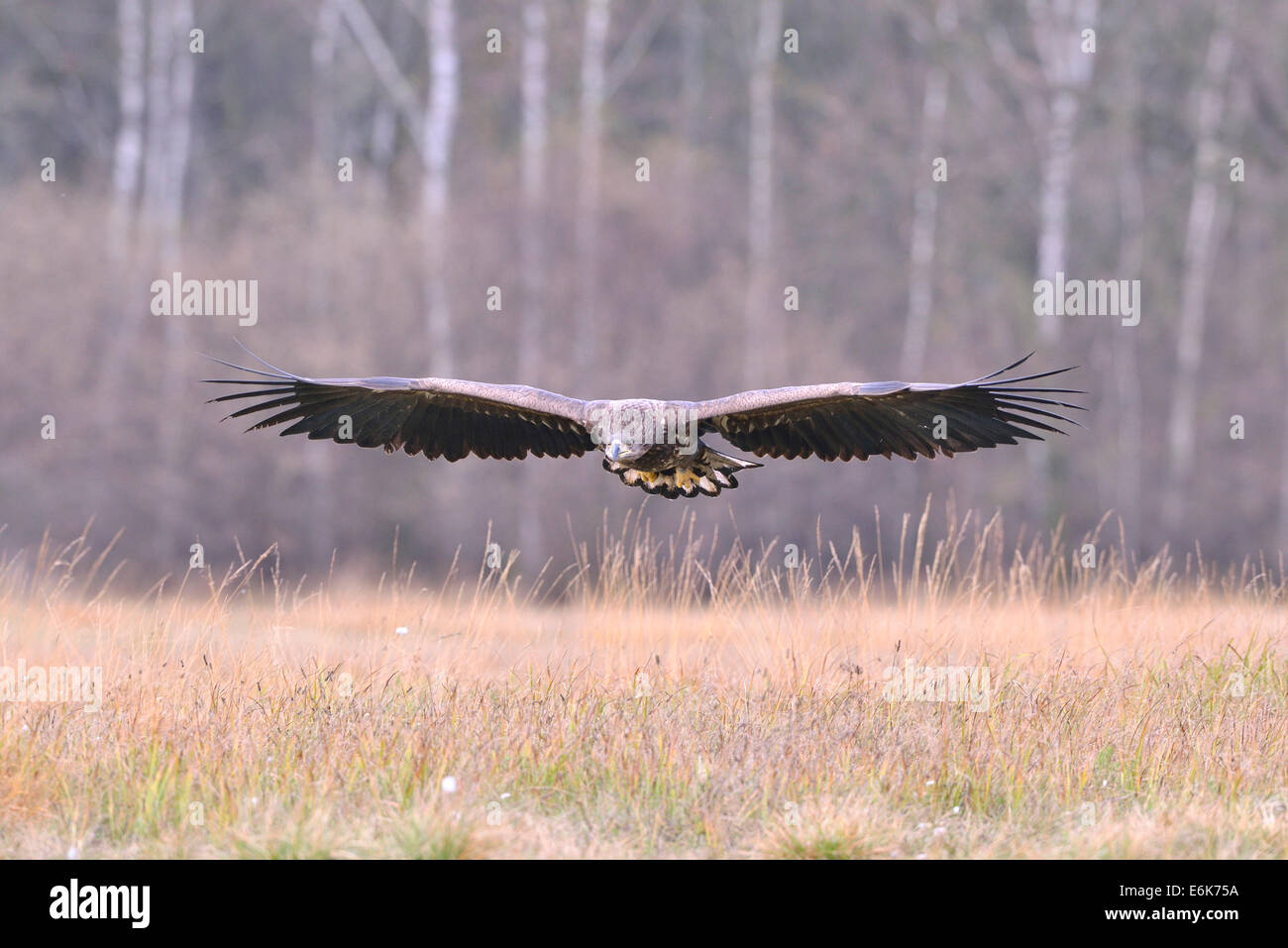 White-tailed Eagle (Haliaeetus albicilla) in flight in an autumn ...