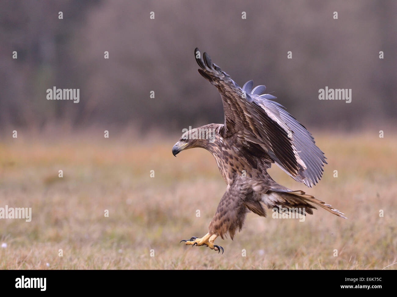 White-tailed Eagle (Haliaeetus albicilla) in flight in an autumn ...