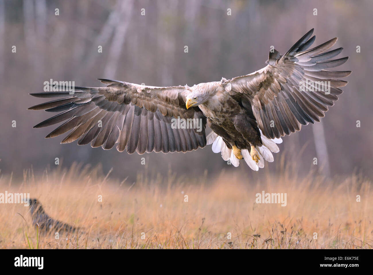 White-tailed Eagle (Haliaeetus albicilla) in flight in an autumn ...