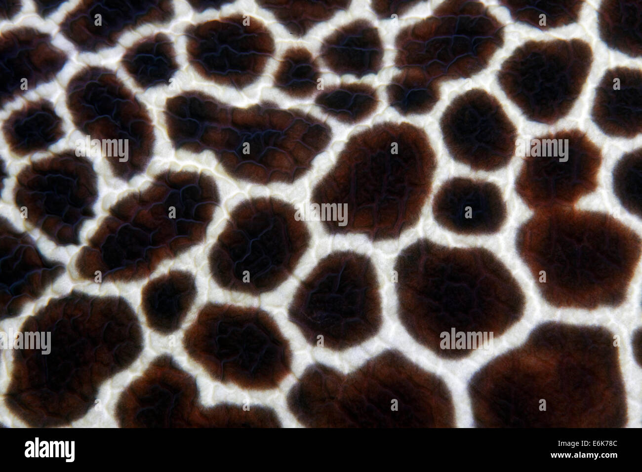 Honeycomb Moray or Laced Moray (Gymnothorax favagineus), detail of the ...
