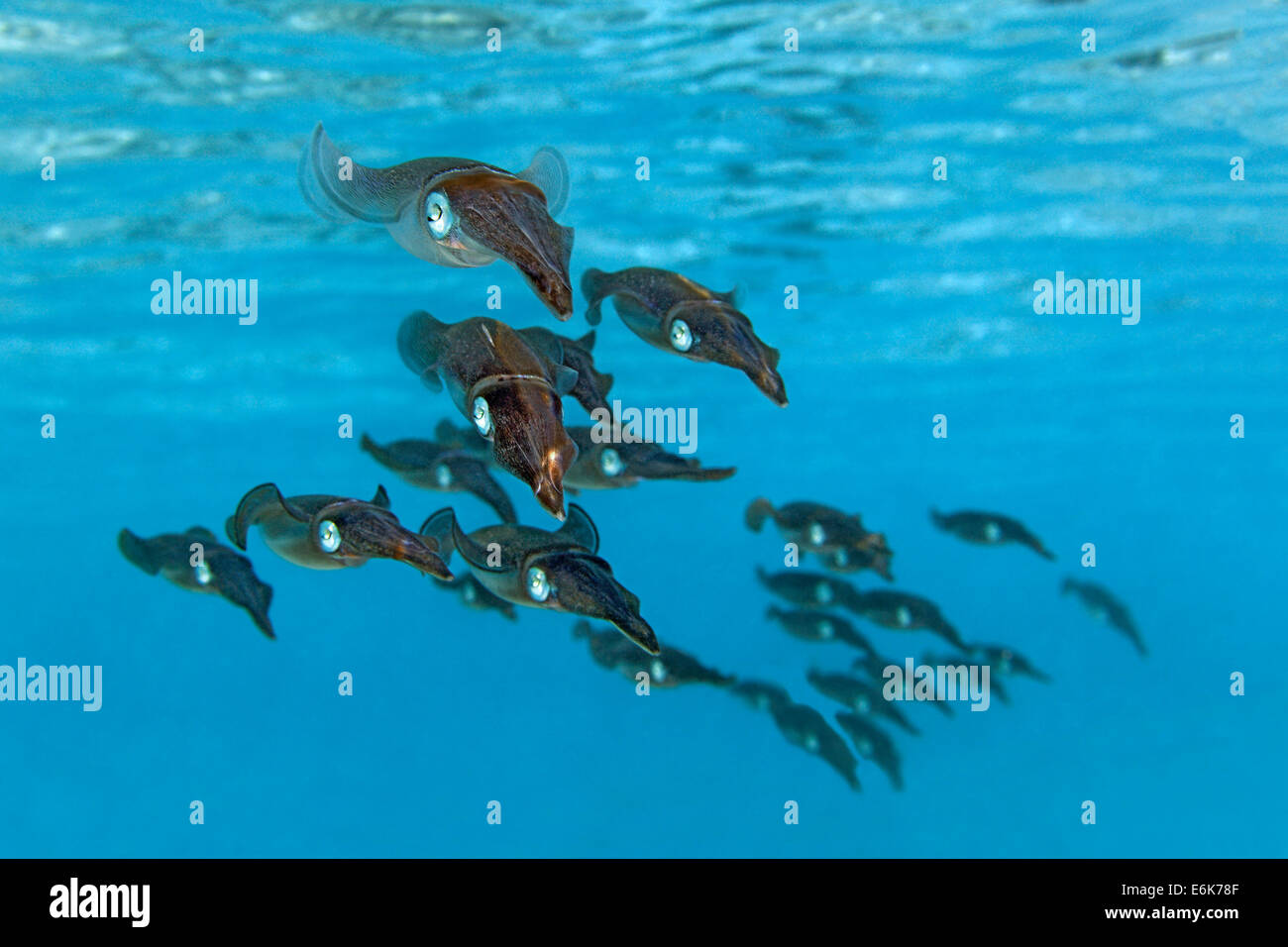 School of Bigfin Reef Squids or Oval Squids (Sepioteuthis lessoniana ...