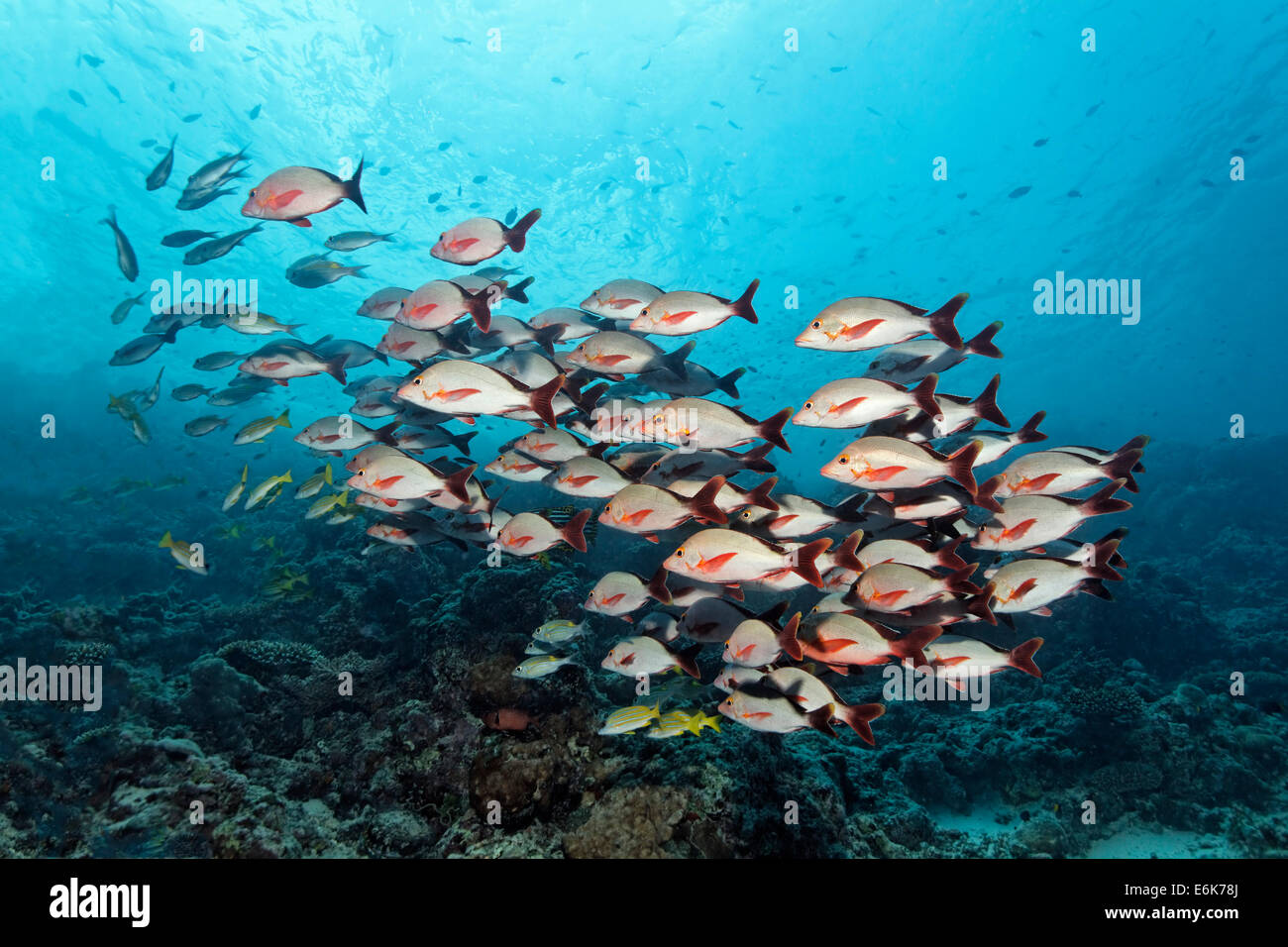 Humpback red snapper lutjanus gibbus hi-res stock photography and ...