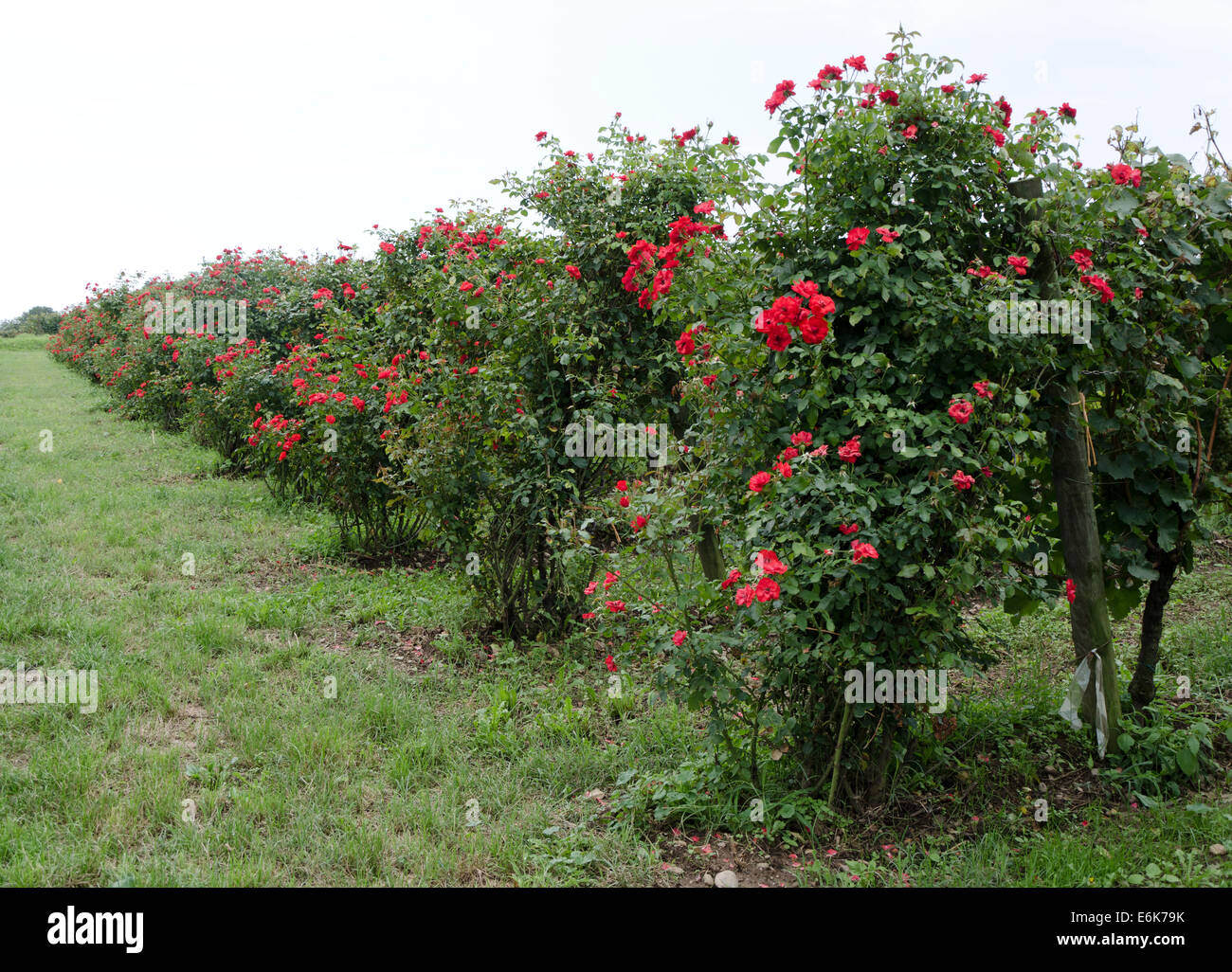 Roses in front of the vineyards near the Italian village of Bornato ...