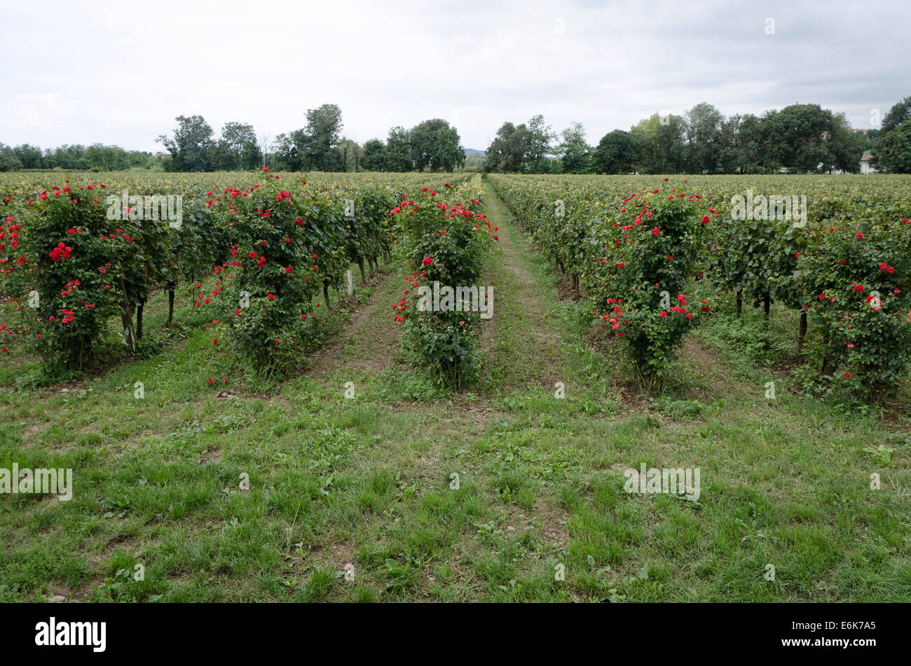 Roses in front of the vineyards near the Italian village of Bornato ...