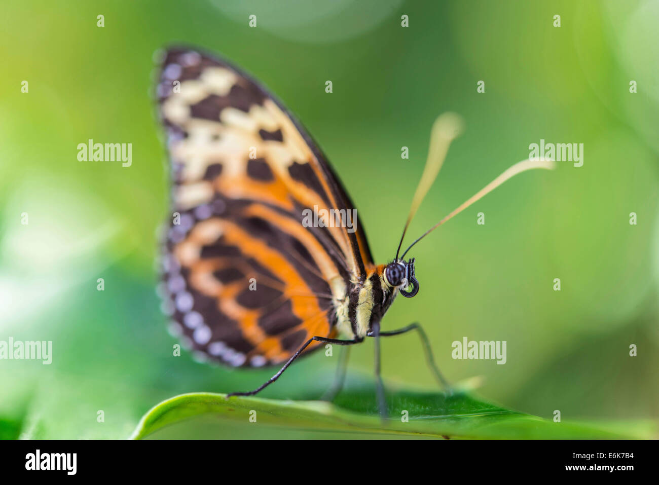 Heliconius xanthocles hi-res stock photography and images - Alamy