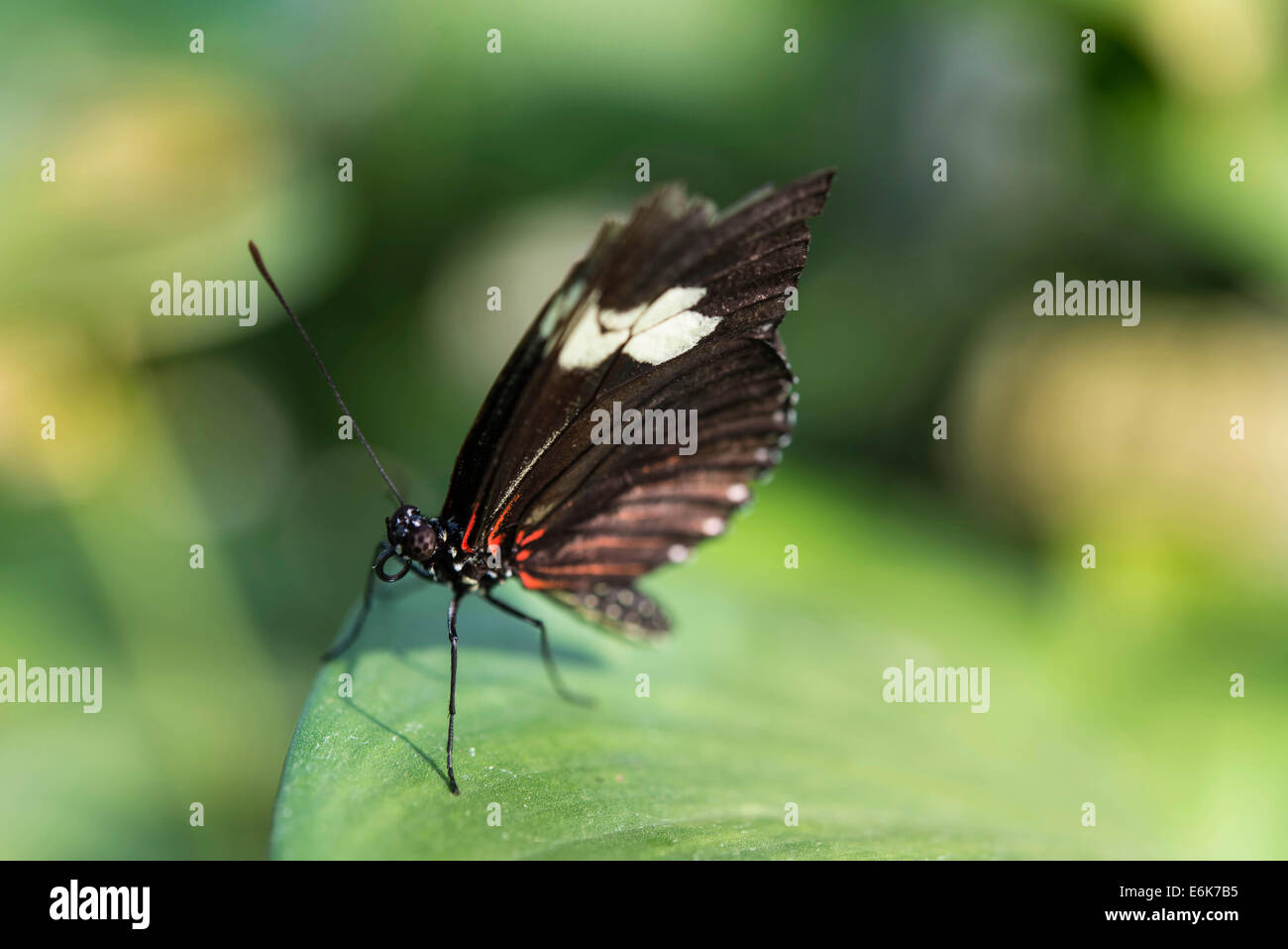 Cydno Longwing (Heliconius cydno), butterfly house, botanical garden, Munich, Upper Bavaria ...