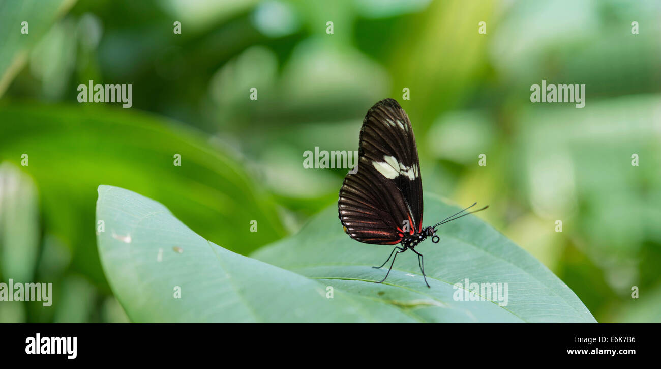Cydno Longwing (Heliconius cydno), butterfly house, botanical garden, Munich, Upper Bavaria ...