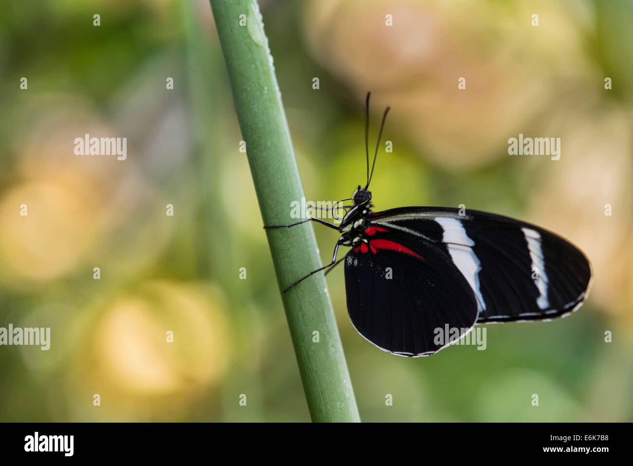 Cydno Longwing (Heliconius cydno), butterfly house, botanical garden, Munich, Upper Bavaria ...