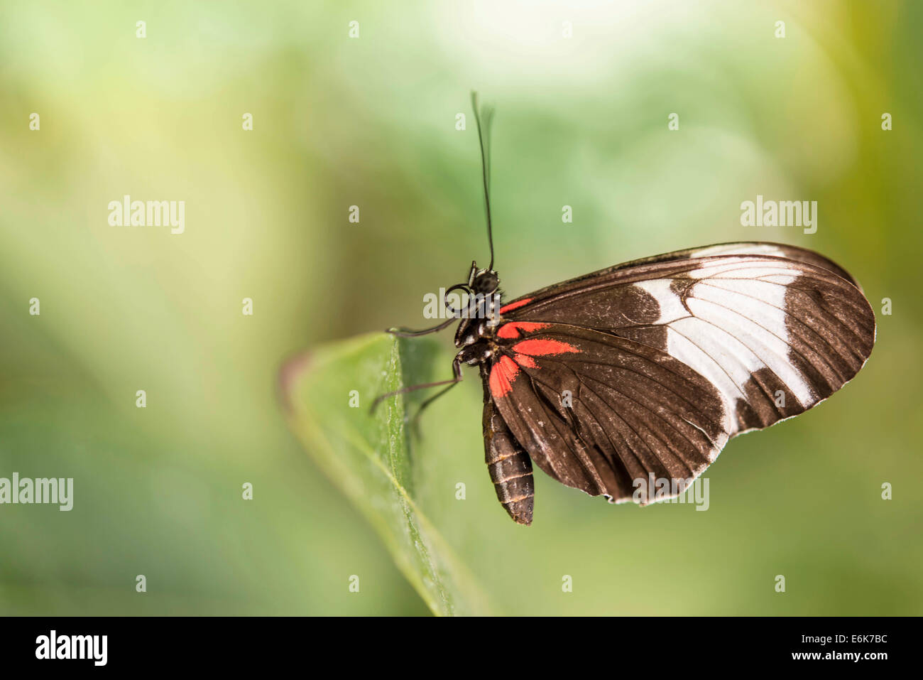Doris Longwing (Laparus doris), captive, Munich Stock Photo - Alamy