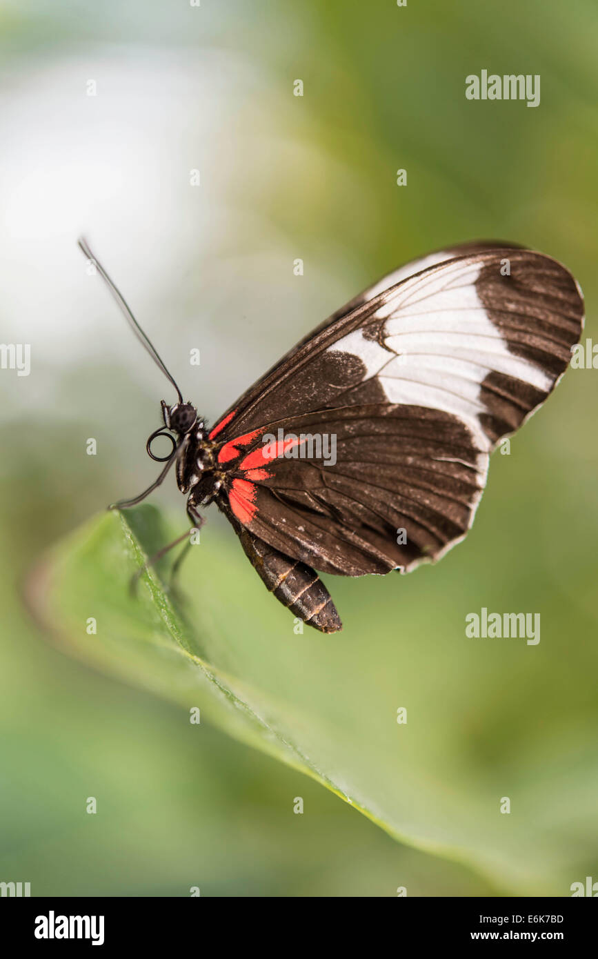 Doris Longwing (Laparus doris), captive, Munich Stock Photo - Alamy