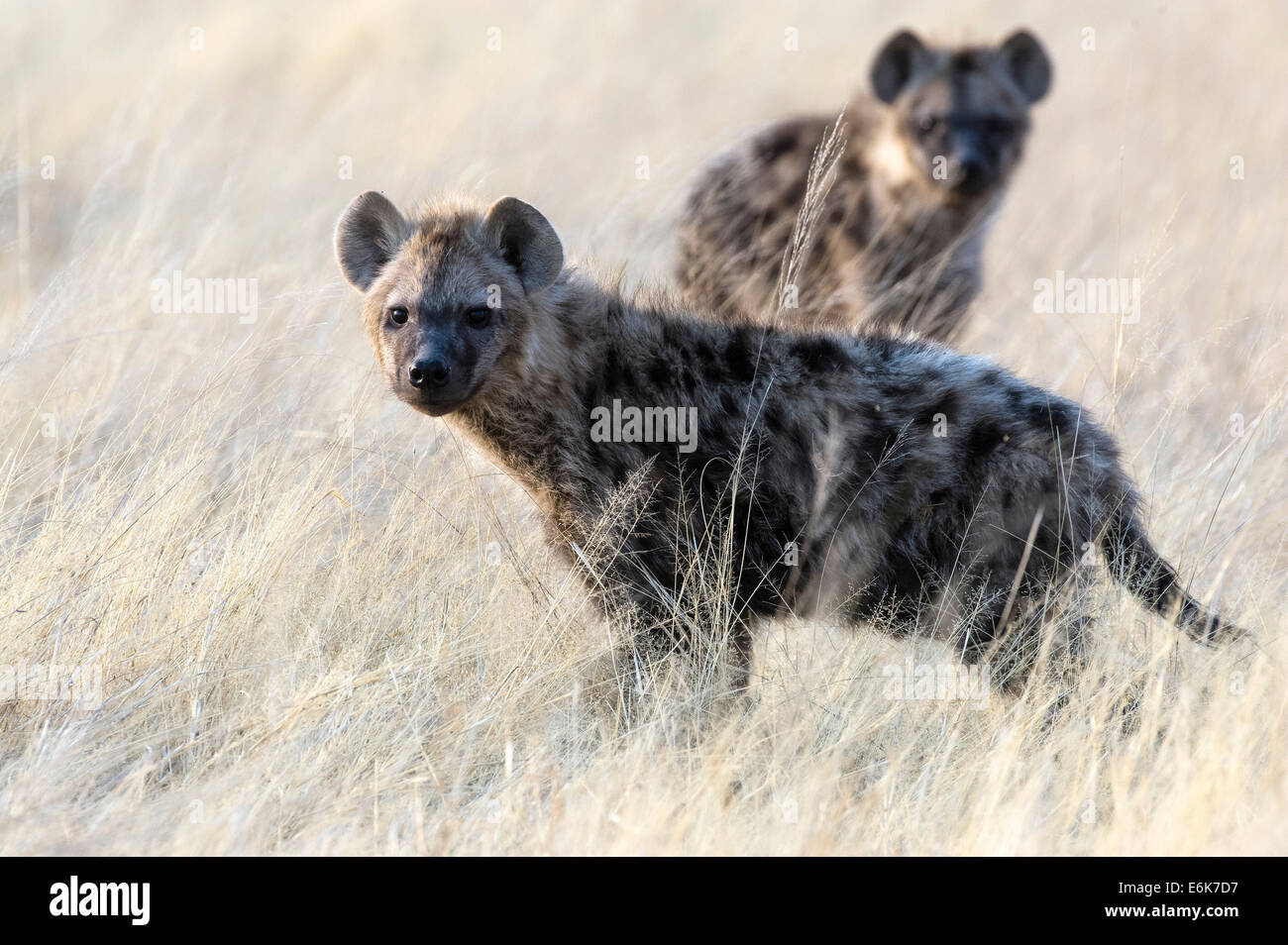 Two spotted hyenas savanna hi-res stock photography and images - Alamy
