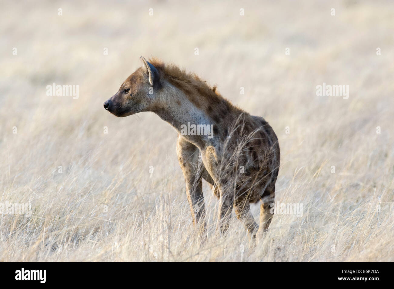 Side view spotted hyena standing hi-res stock photography and images ...