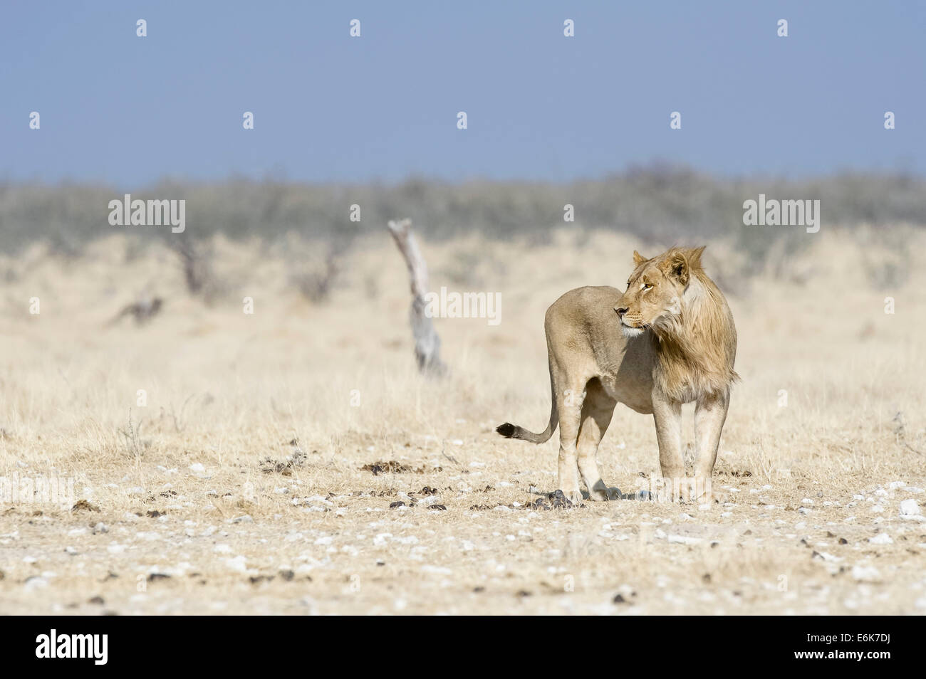 Sub adult lion hi-res stock photography and images - Alamy