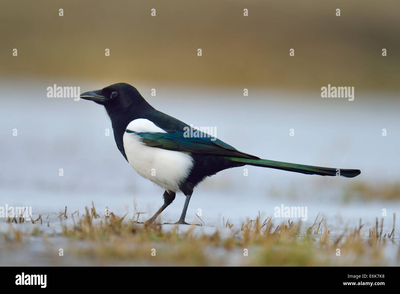 Eurasian Magpie (Pica pica), Mazovia, Poland Stock Photo - Alamy