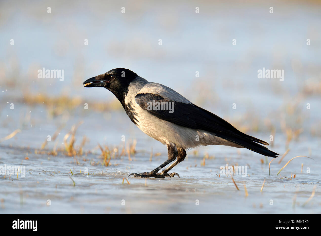 Hooded Crow (Corvus corone cornix) standing on ice, Mazovia or Masovia ...