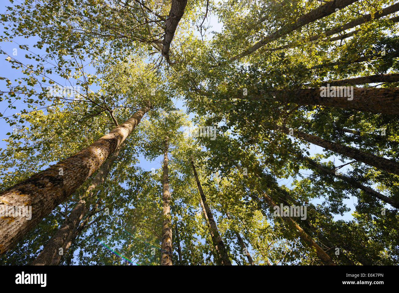 Trees From Below High Resolution Stock Photography and Images - Alamy