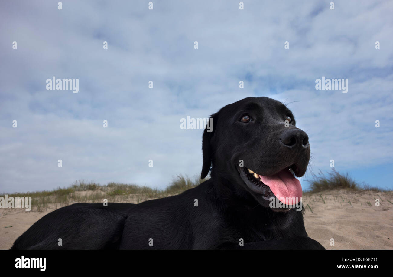 Black labrador dog lying down hi-res stock photography and images - Alamy