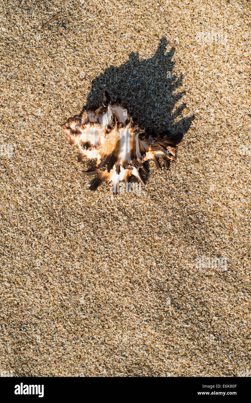Summer sand beach shells hi-res stock photography and images - Alamy