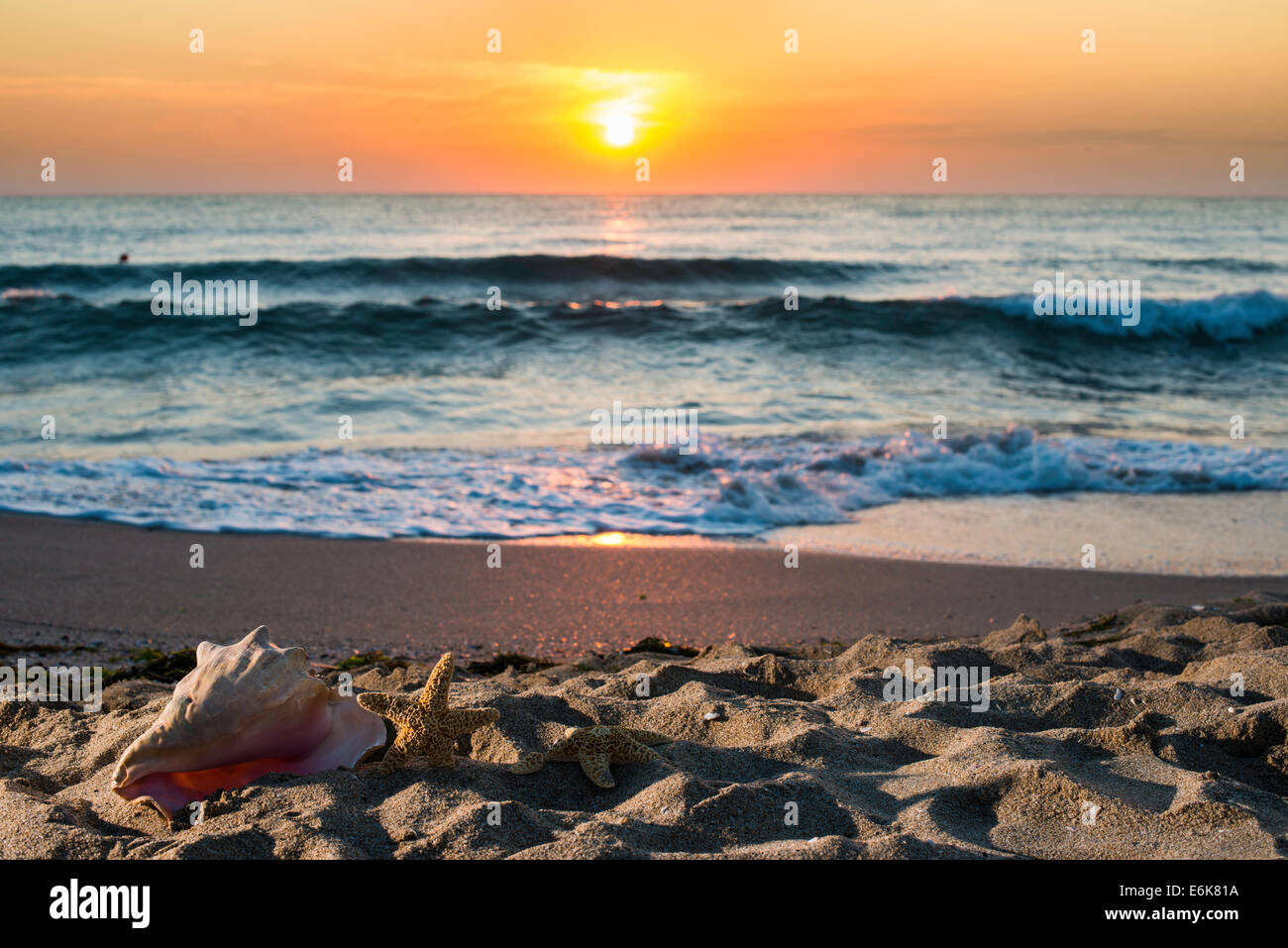Sunrise sea shell hi-res stock photography and images - Alamy