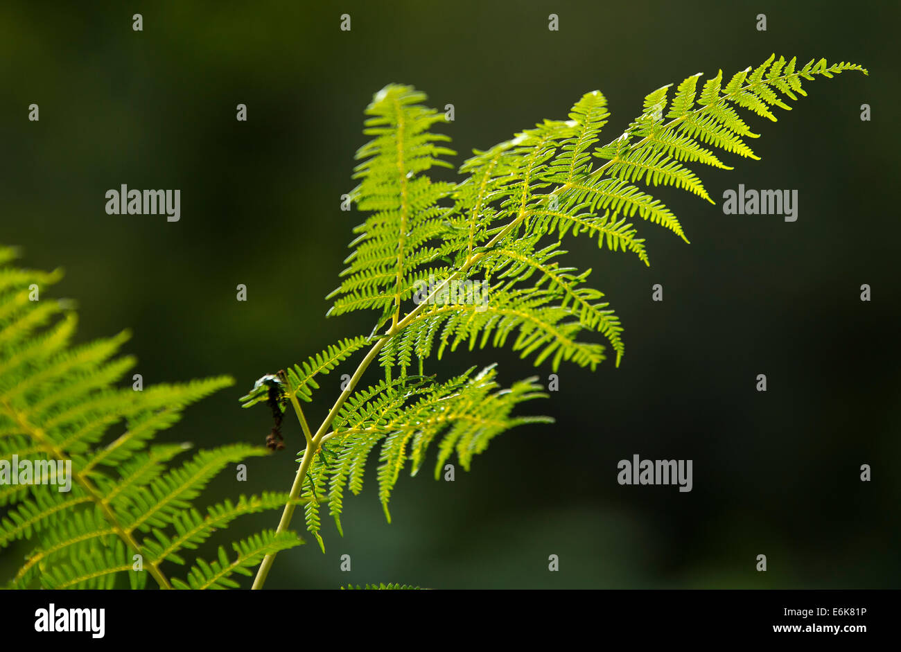 Woodland plant uk hi-res stock photography and images - Alamy