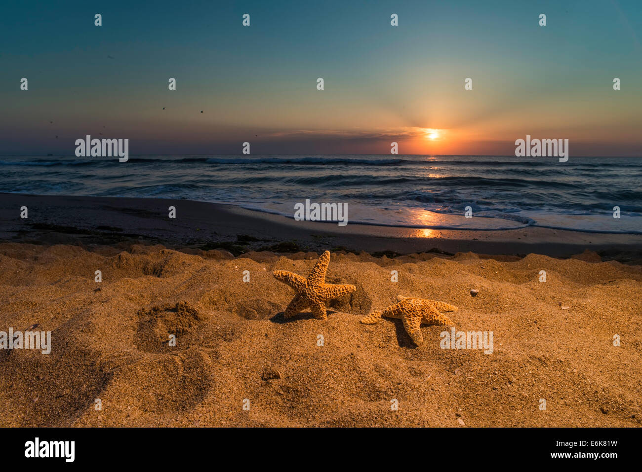 Sunrise on the beach. Shells in closeup Stock Photo - Alamy
